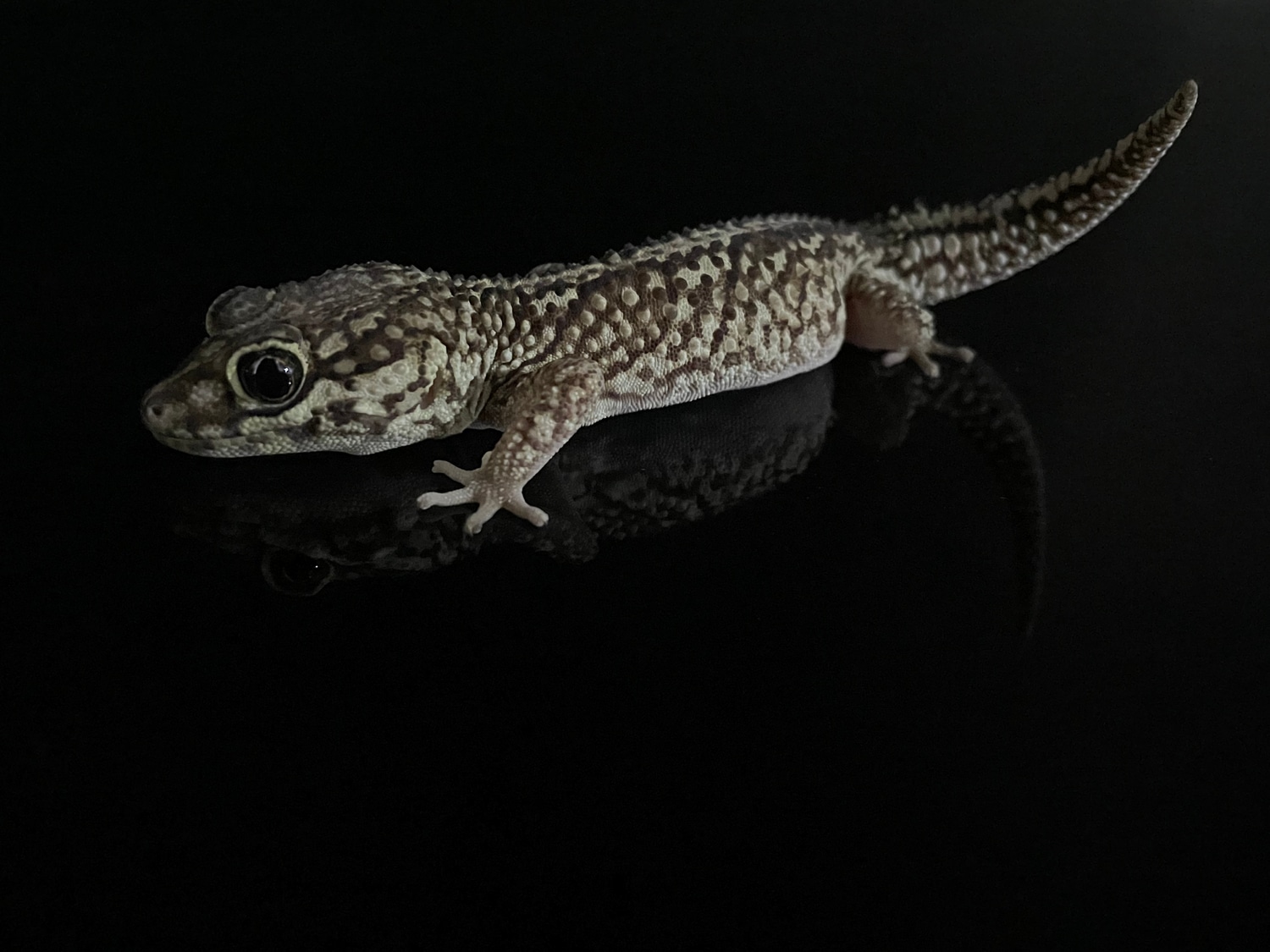 Huge Male Bold Stripe Pictus Gecko (Panther Gecko)