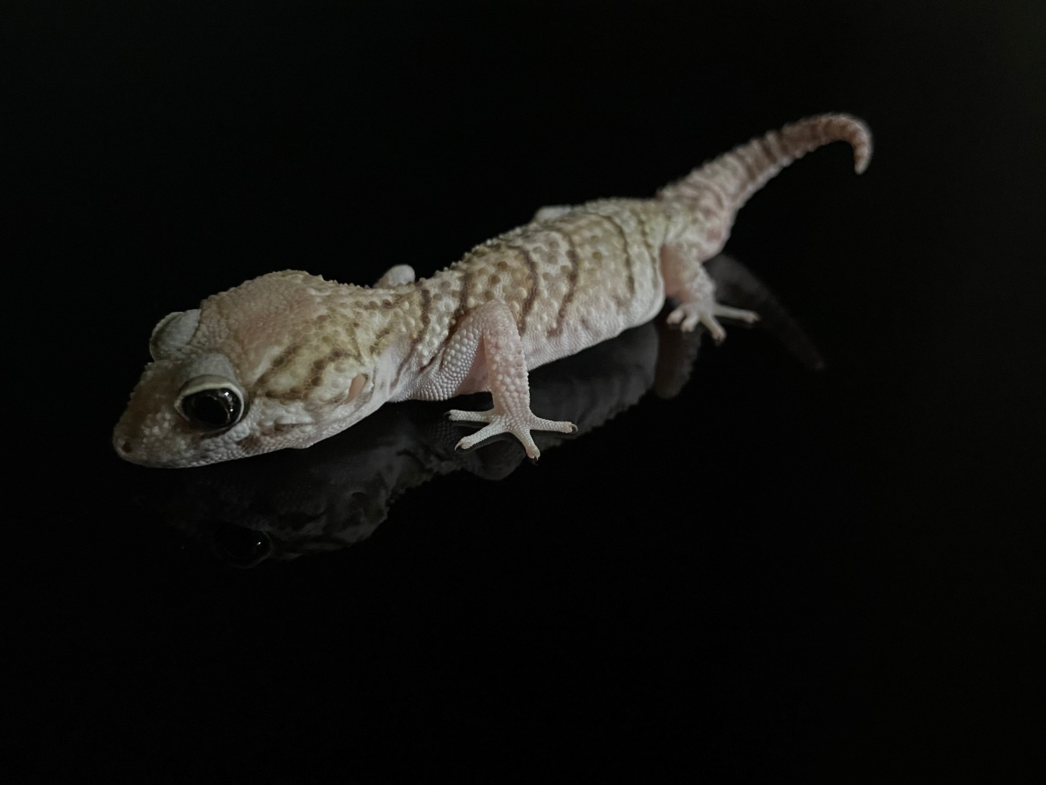 Pictus Gecko (Panther Gecko)