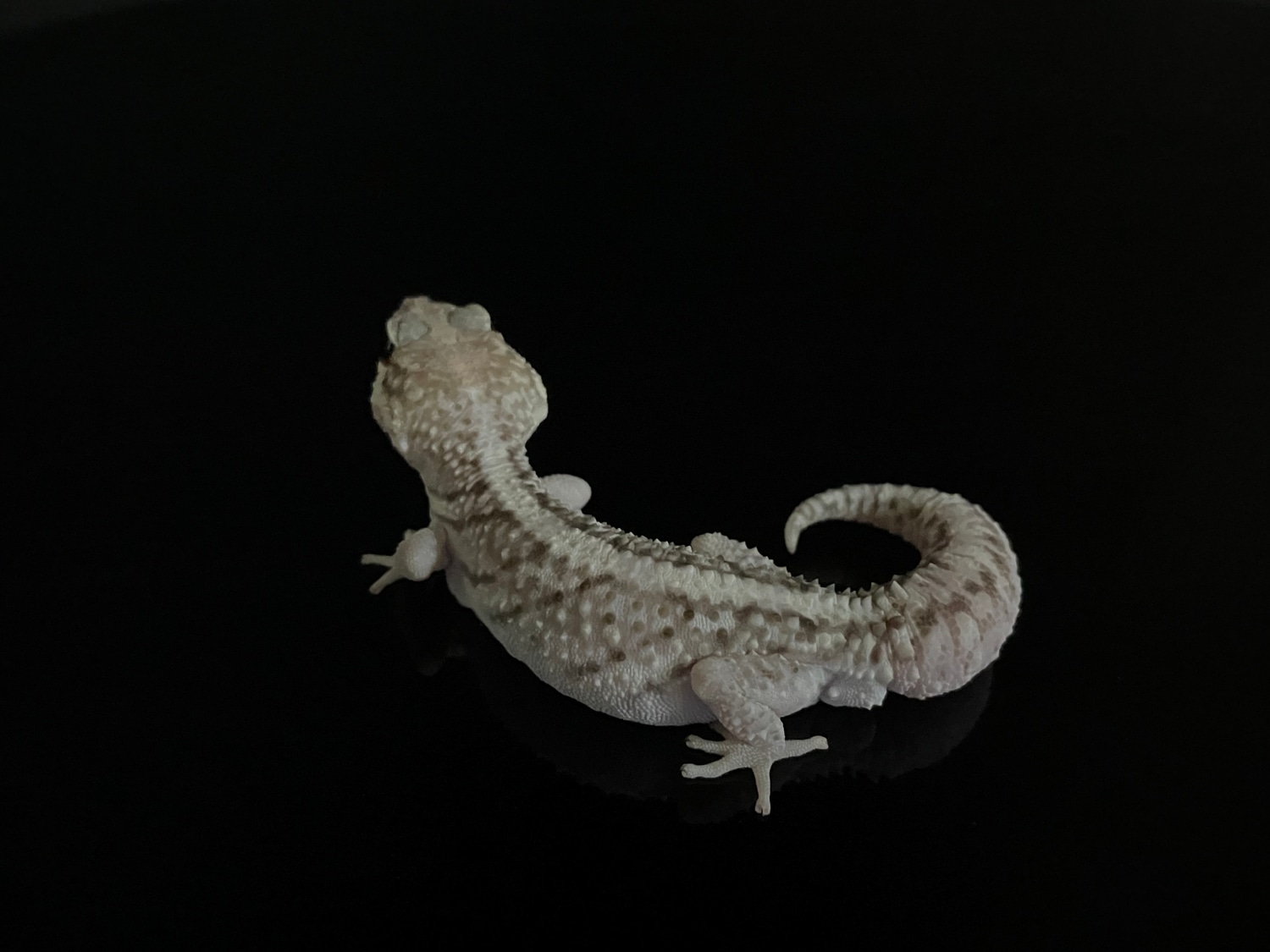 Anery Bold Stripe Pictus Gecko (Panther Gecko)