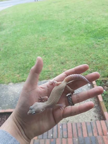 Murphy Patternless Black Pearl Het Tremper Leopard Gecko by Monty's ...