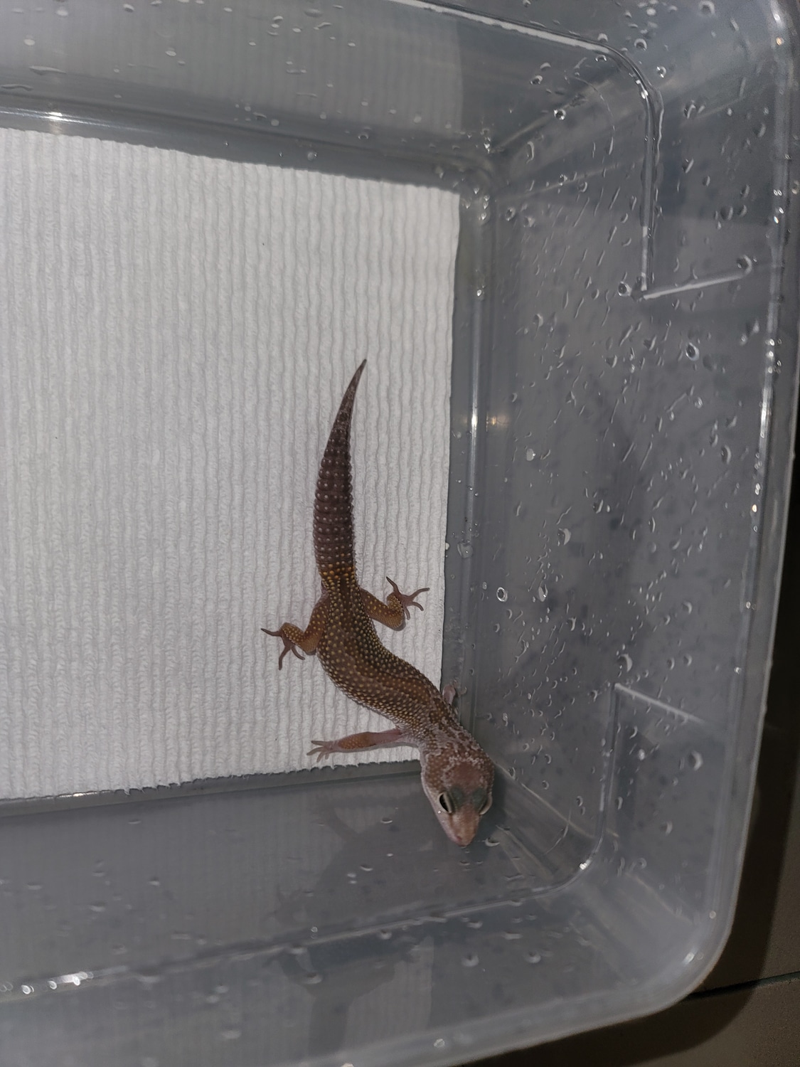 Mack Snow Murphy Patternless Black Pearl Leopard Gecko by Monty's ...