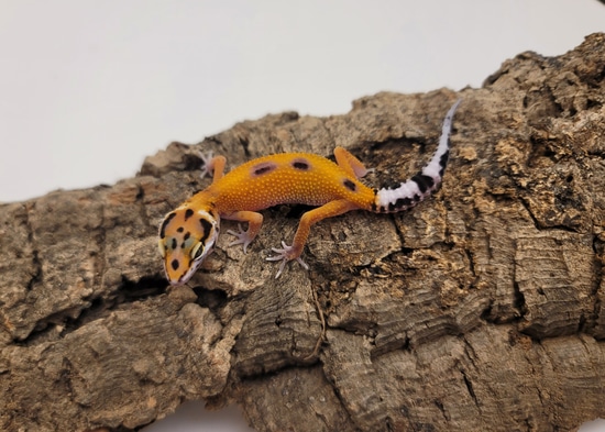 Blood Giant Het Raptor Leopard Gecko by Monty's Geckos LLC