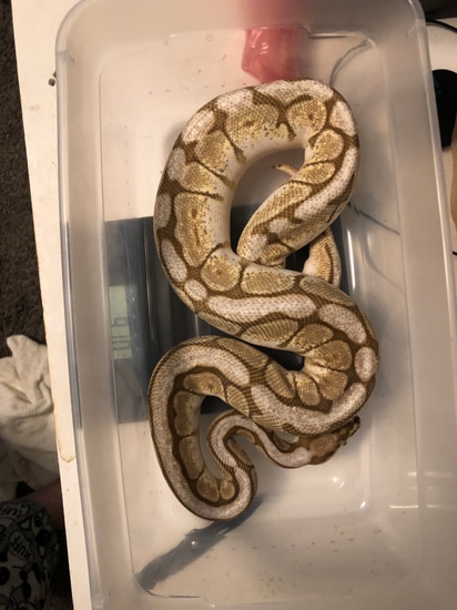 Peach 2020 Lesser Spider Poss YB Ball Python by LiddleMoore Geckos