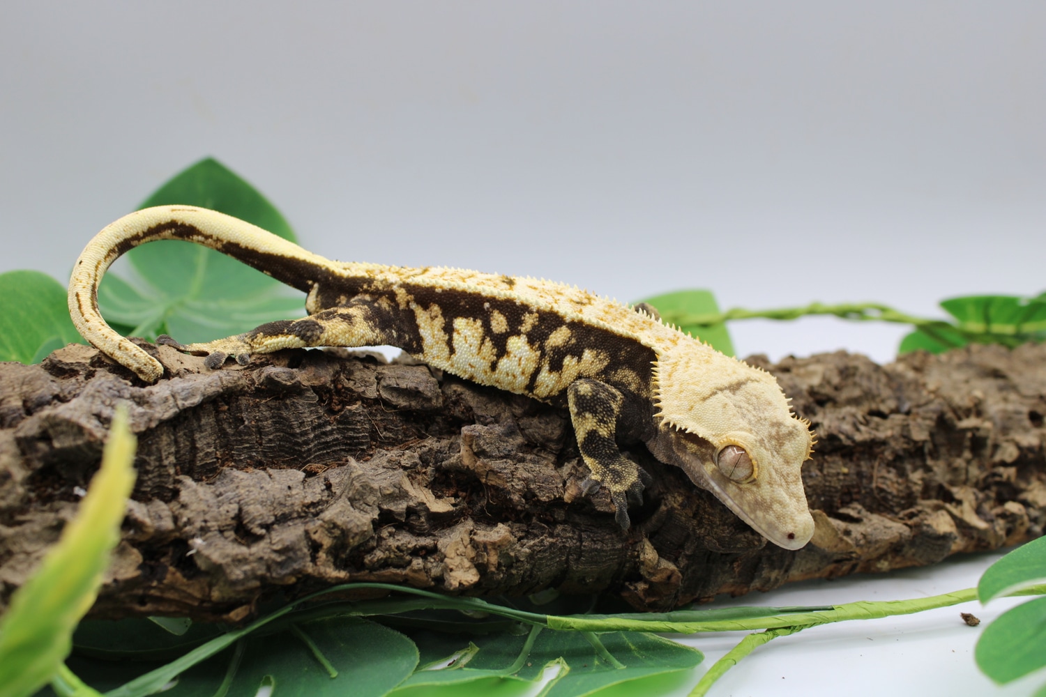 Dark Base Tri-color Crested Gecko by LiddleMoore Geckos - MorphMarket