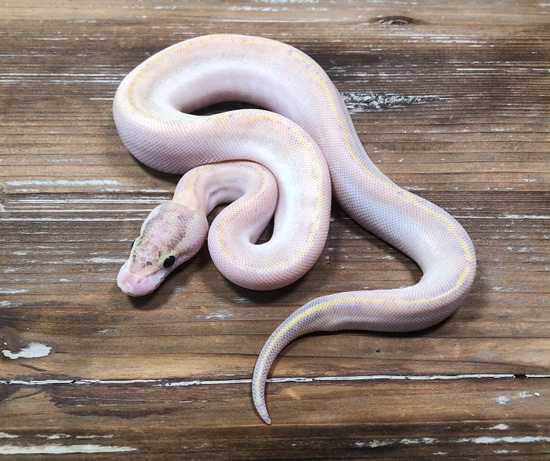 2021 Female Super Yellow Belly (Ivory) Ball Python by Mo’s Reptiles
