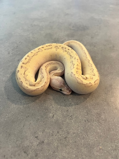 Pastel Butter Pinstripe Fire Or Vanilla Ball Python by Amory Pythons