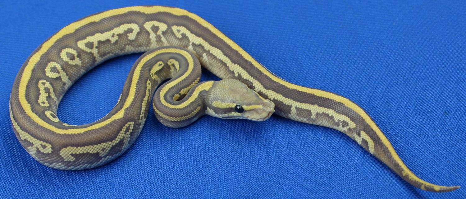 Banana Leopard Mojave Ember Yellow Belly 50% Het Pied 50% Het Hypo Ball ...
