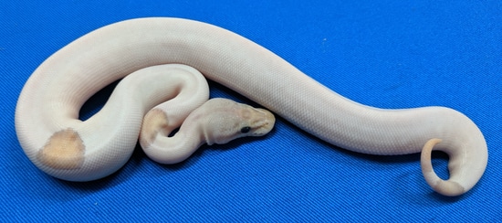 Pied Banana Leopard Mojave Pastel 50% Het Hypo Possible YB #2 Ball Python by Amos Reptiles ...