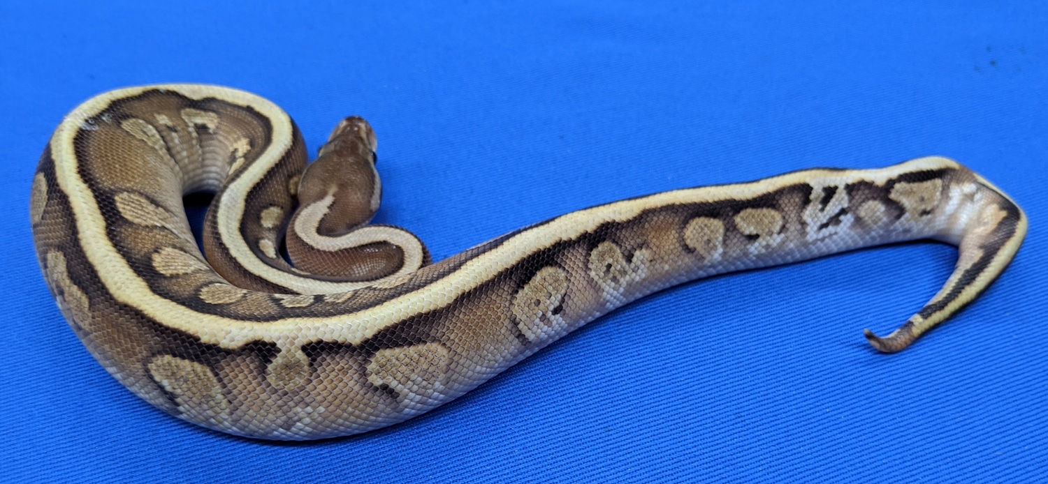 Cypress Mystic Calico Fire Ball Python by Amos Reptiles - MorphMarket