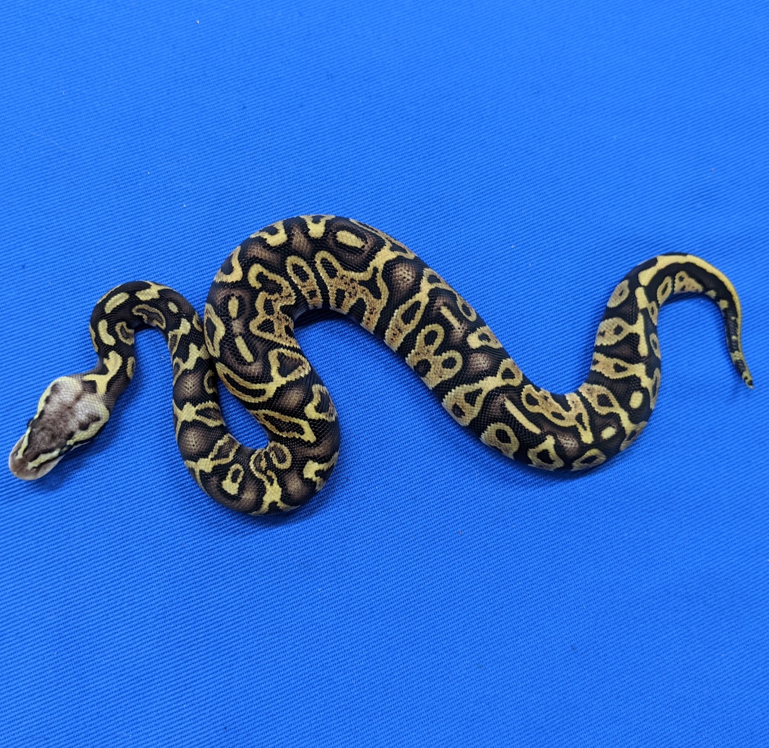 GHI Leopard Pastel 50% Het Albino 50% Het Clown Ball Python by Amos ...
