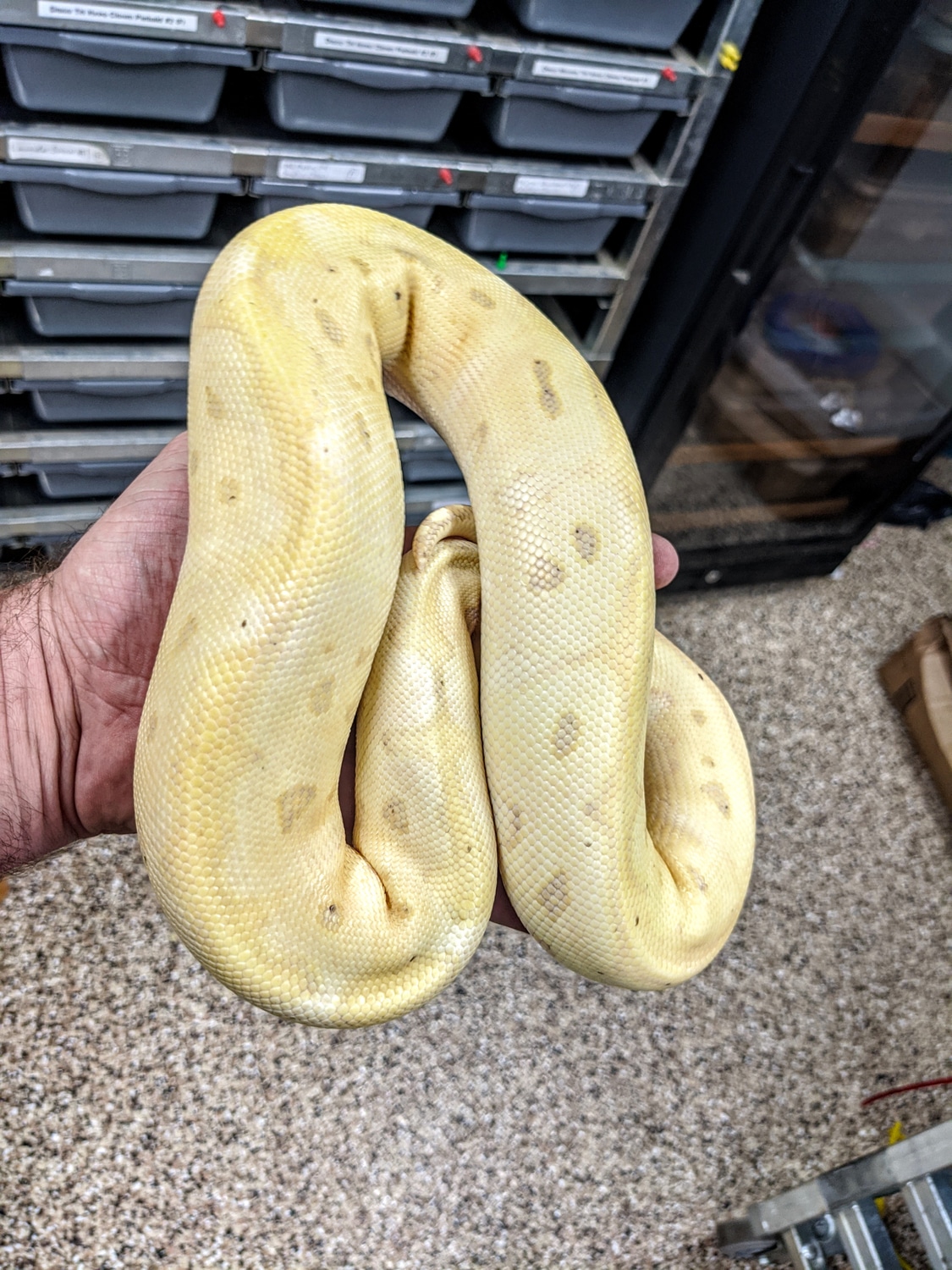 "Female Maker" Banana Spotnose Pastel Clown Ball Python by Amos ...