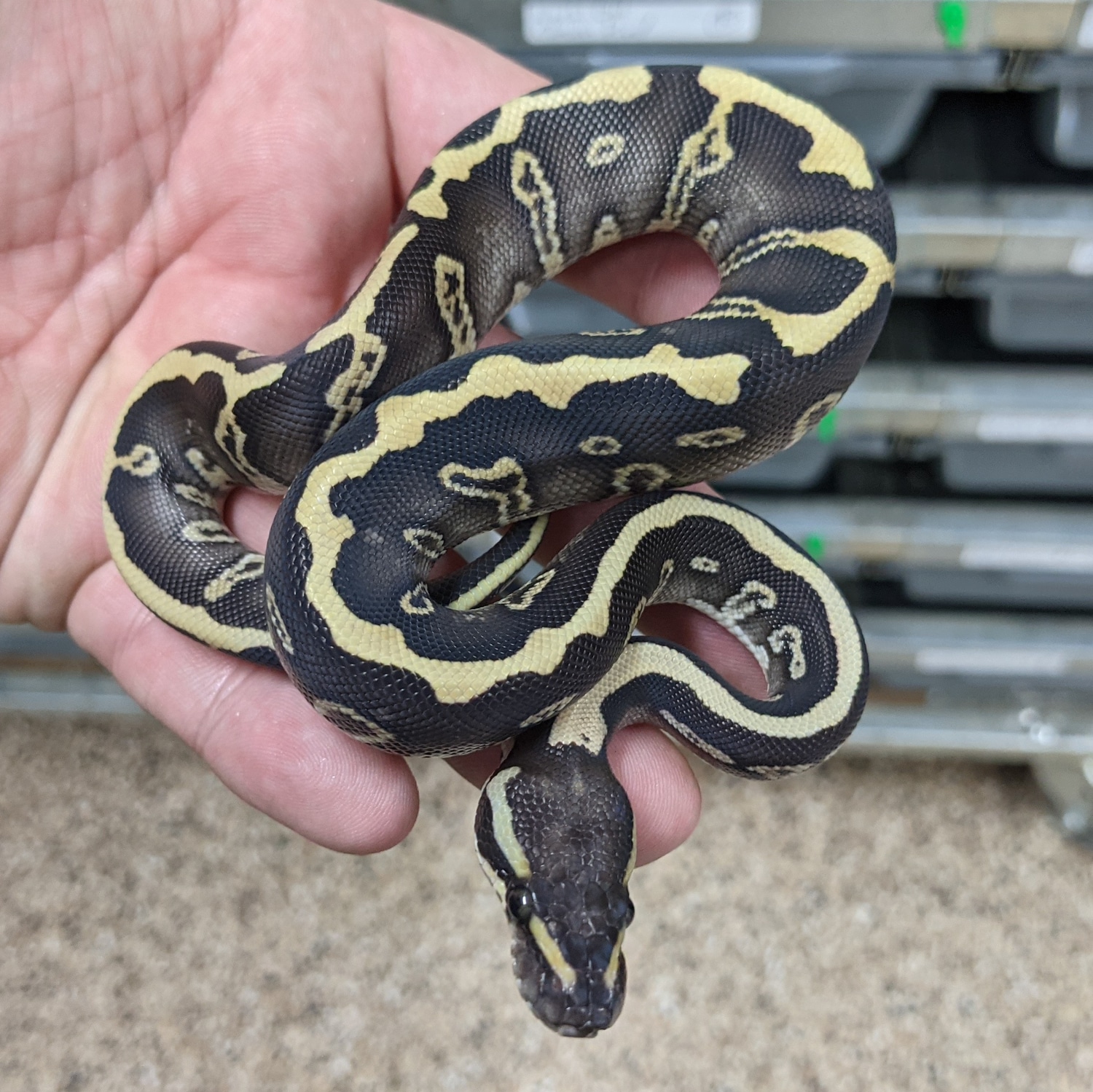 Acid GHI Lesser 50% Het Clown Ball Python by Amos Reptiles - MorphMarket