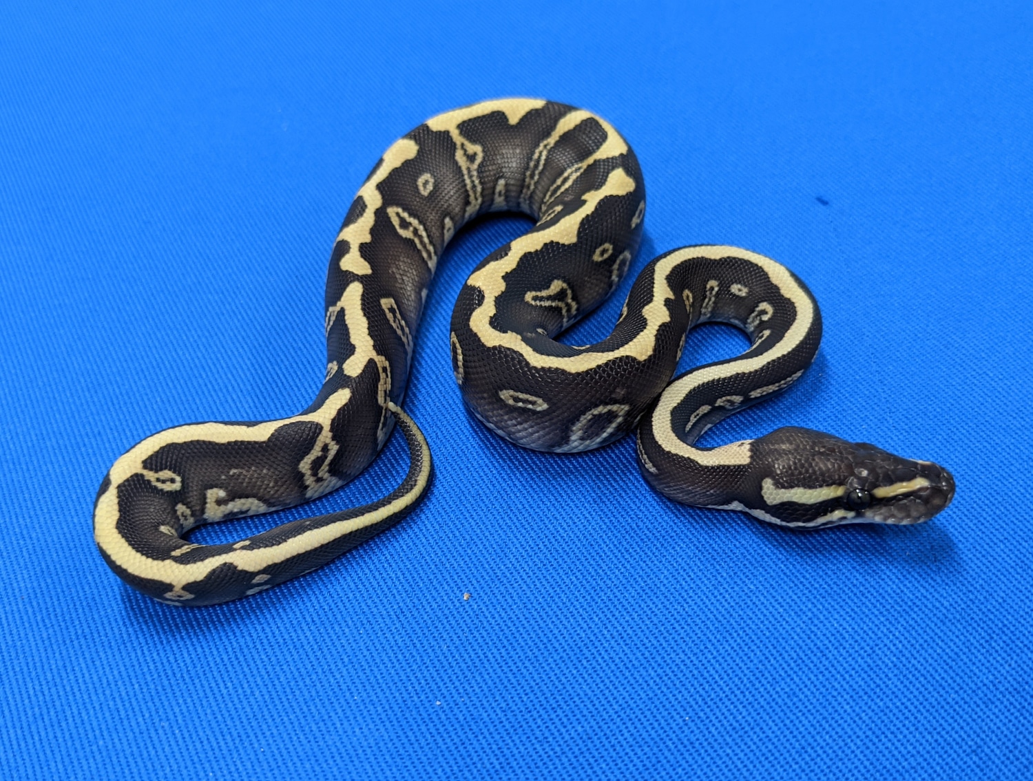 Acid GHI Lesser 50% Het Clown Ball Python by Amos Reptiles - MorphMarket