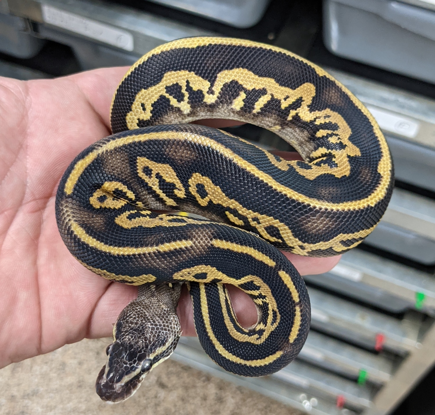Blackhead Leopard Mojave Pastel Yellow Belly Ball Python by Amos ...