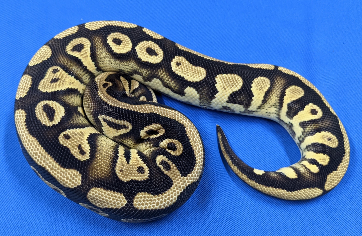 Yellow Belly Pastel 100% Double Het Clown Piebald Ball Python by Amos ...