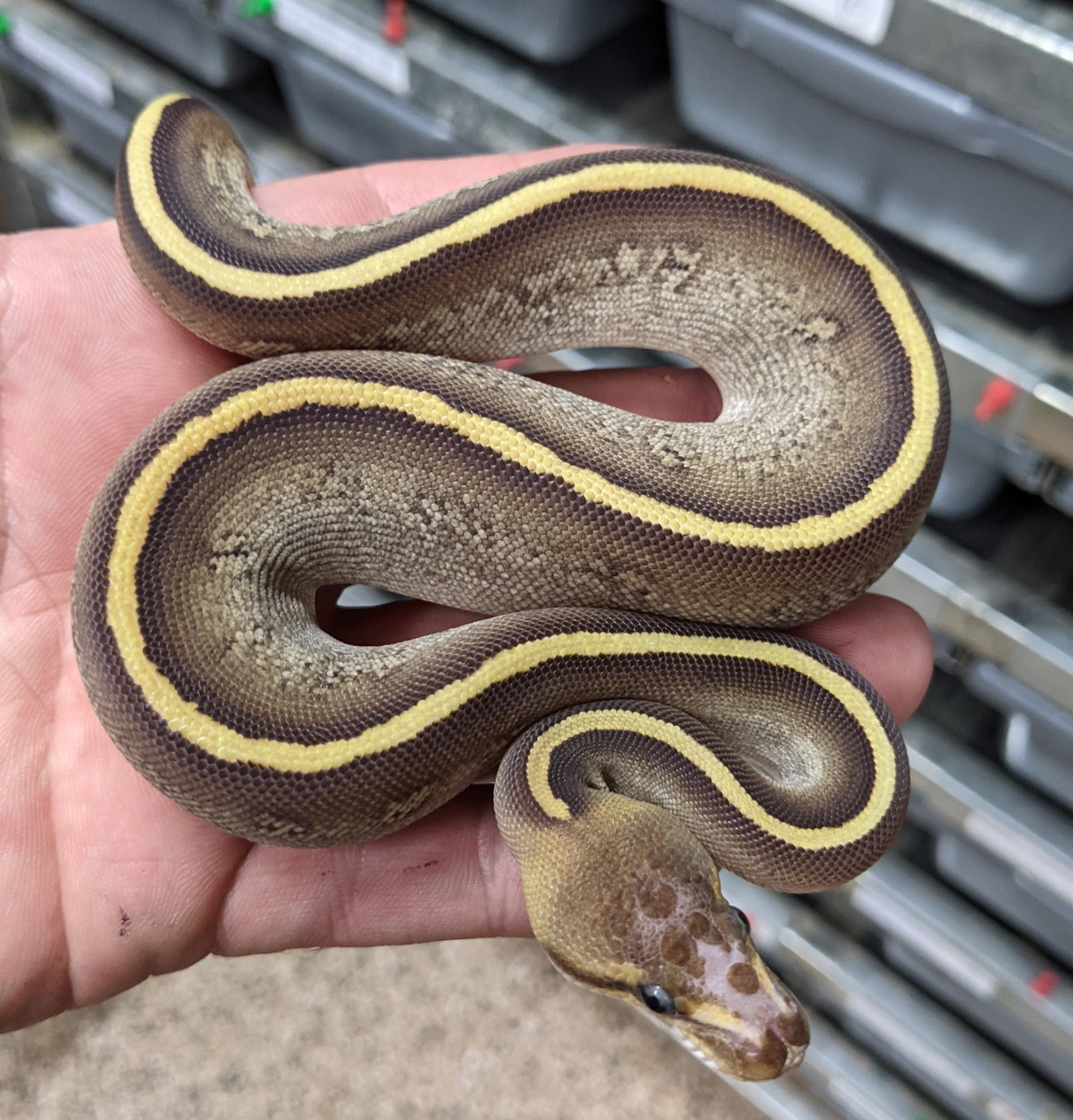 Stranger Mojave Disco Scaleless Head 100% Het Clown 50% Het Hypo 50% ...