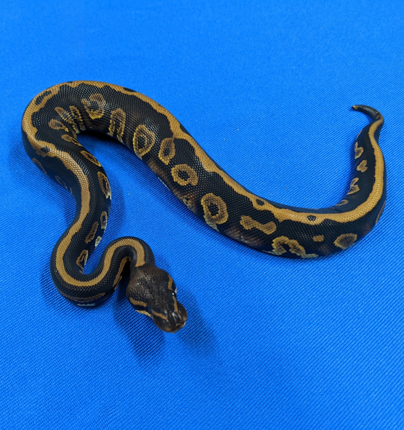 Stranger Leopard 66% Het Lavender 50% Het Axanthic 25% Het Clown Ball Python by Amos Reptiles ...