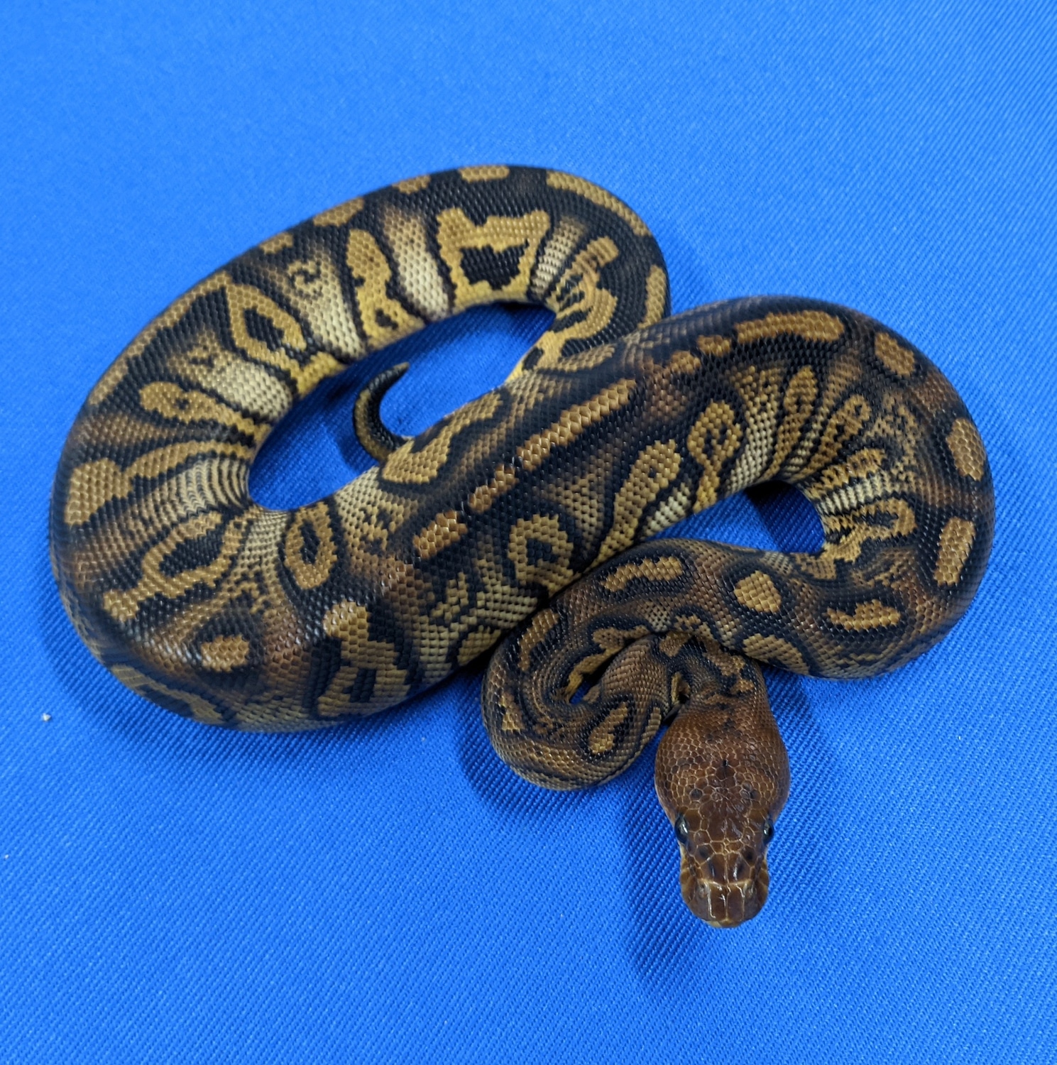 Stranger Clown Ball Python by Amos Reptiles - MorphMarket