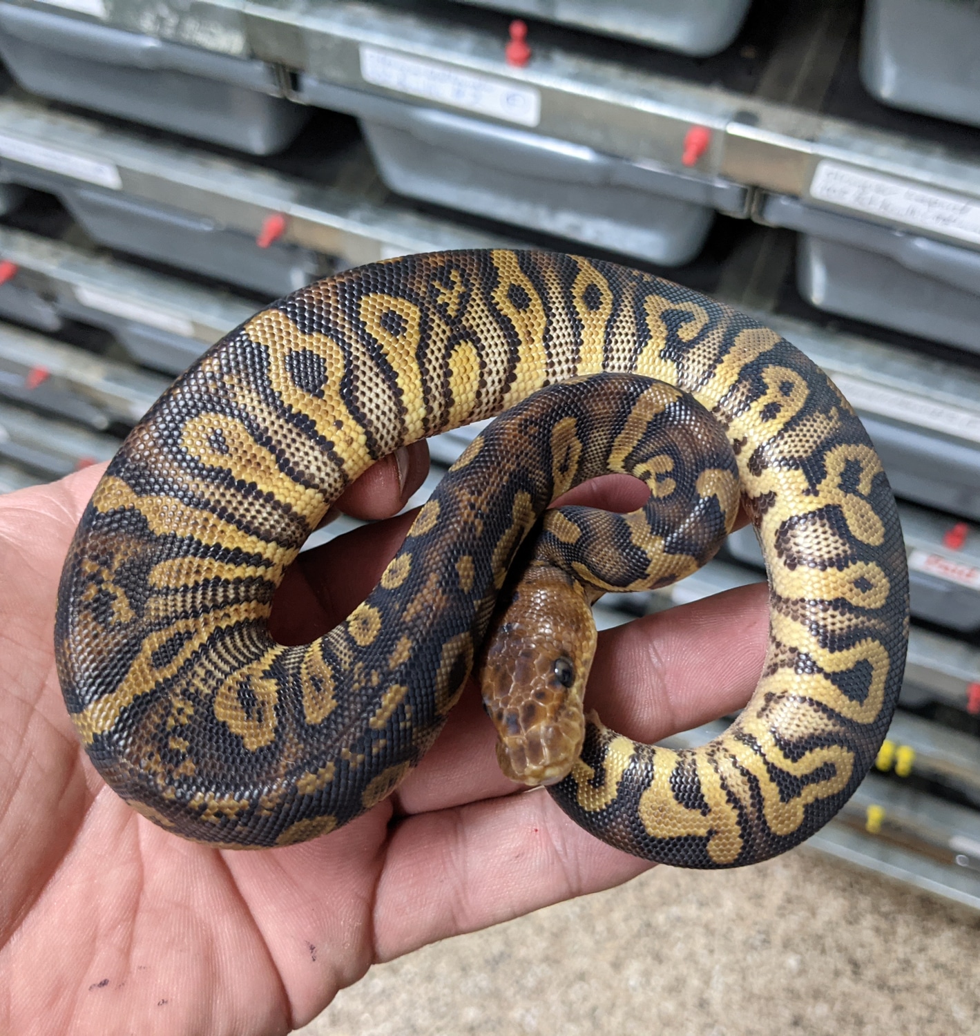 Stranger Clown Ball Python by Amos Reptiles - MorphMarket