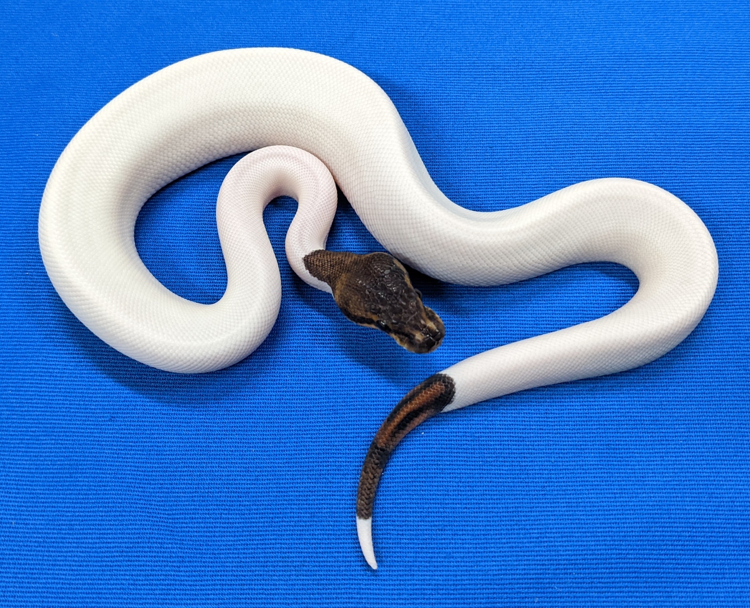 Stranger Black Pastel Piebald Ball Python by Amos Reptiles - MorphMarket