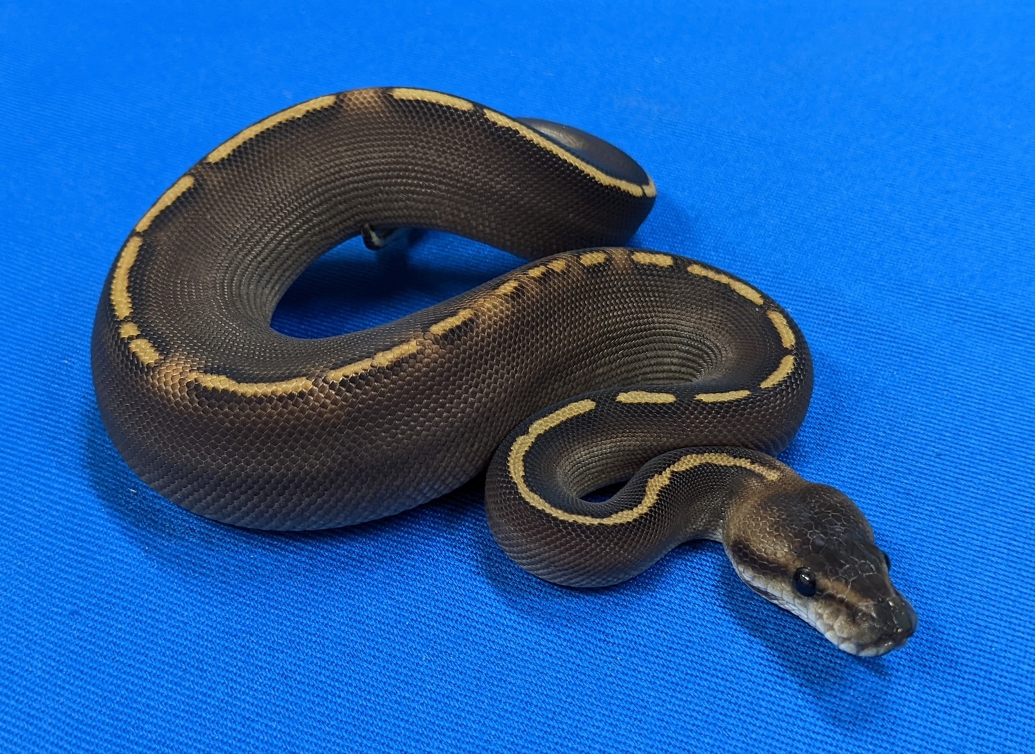 Stranger GHI Mystic 100% Het Clown Ball Python by Amos Reptiles ...
