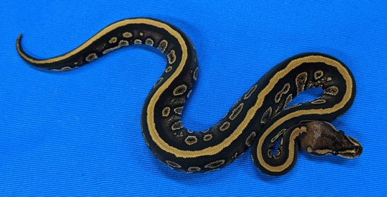 Stranger 50% Het Piebald Ball Python by Amos Reptiles