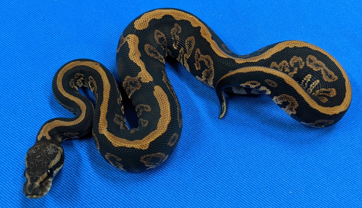 Acid Black Pastel 50% Het Clown Ball Python by Amos Reptiles - MorphMarket