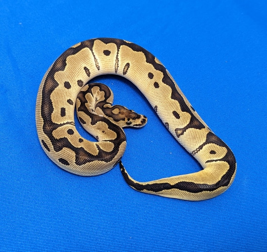 Disco Clown 100% Double Het Hypo Piebald Ball Python by Amos Reptiles