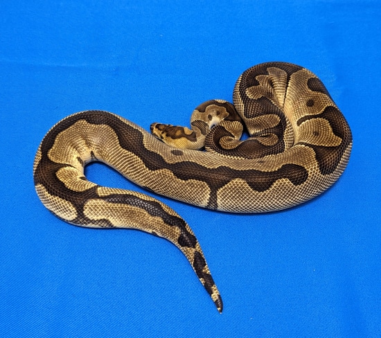 Orange Dream Enchi Clown 100% Het Pied Ball Python by Amos Reptiles