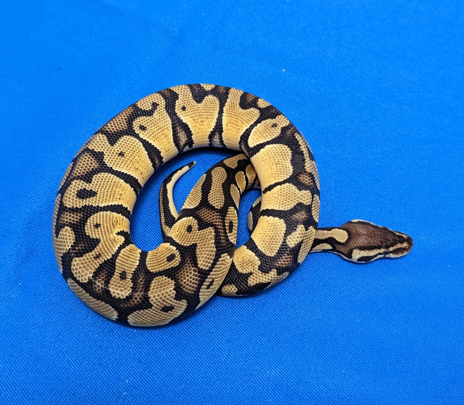 Pastel 100% DH Desert Ghost Clown Ball Python by Amos Reptiles ...