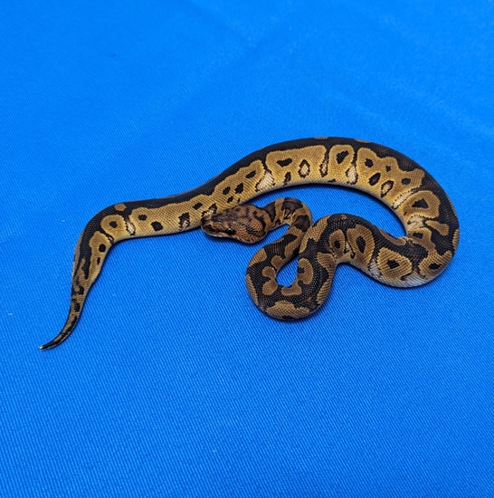 Acid Clown Ball Python by Amos Reptiles