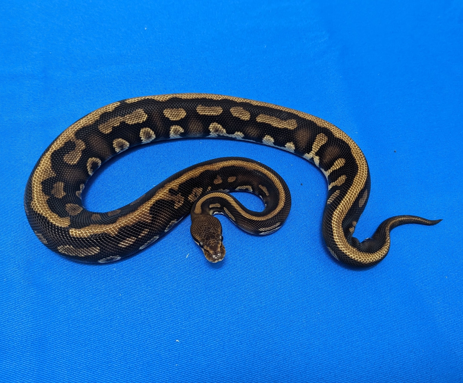 Stranger Leopard 66% Het Clown 50% Het Piebald Ball Python by Amos ...