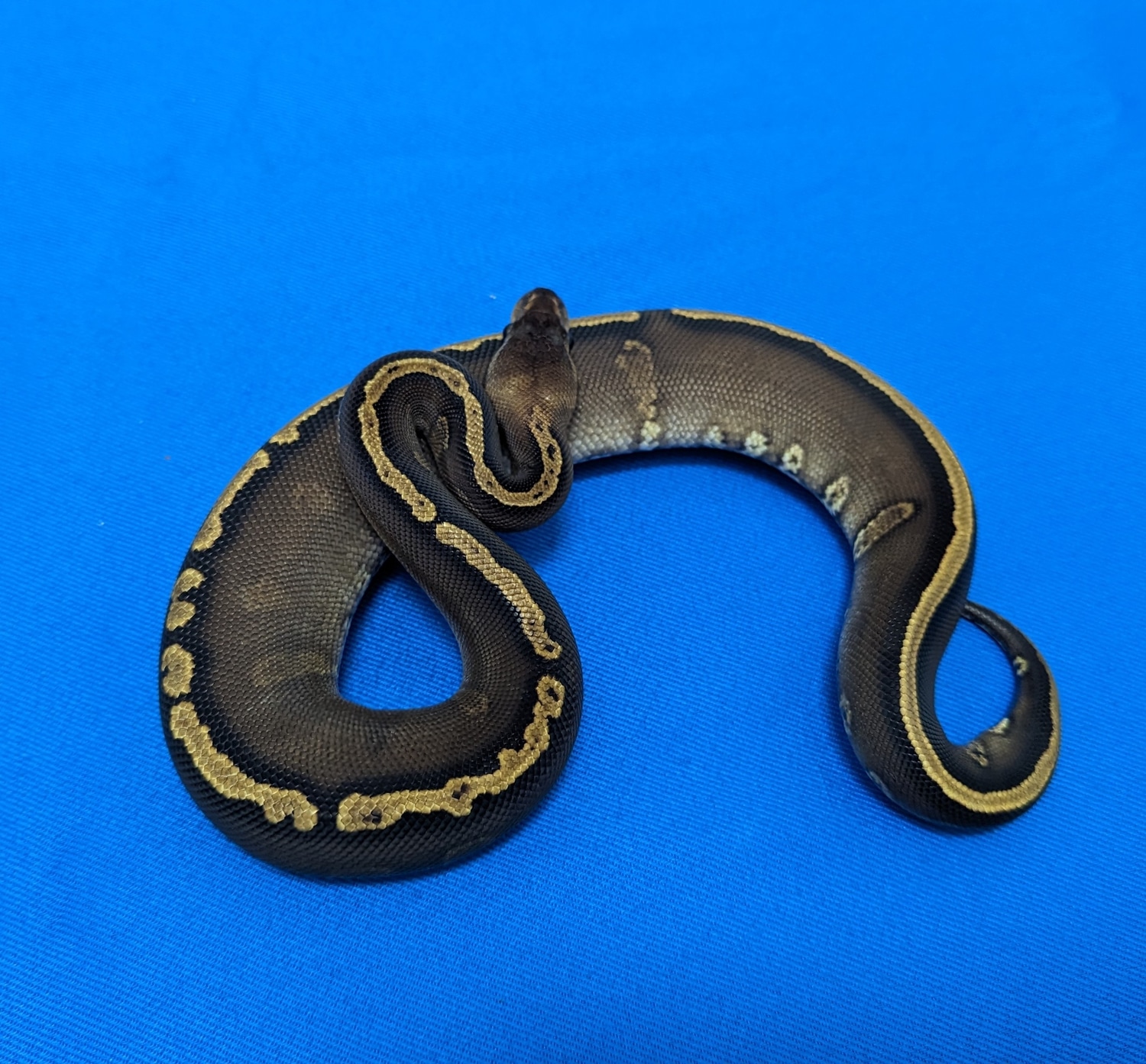 Stranger GHI 100% Het Clown Ball Python by Amos Reptiles - MorphMarket