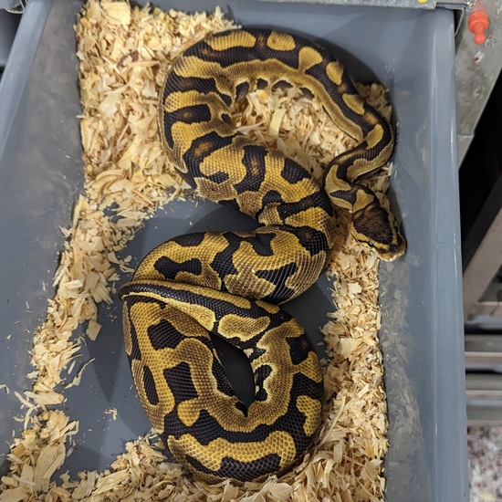 Puzzle 100% Het Ultramel Ball Python by Amos Reptiles
