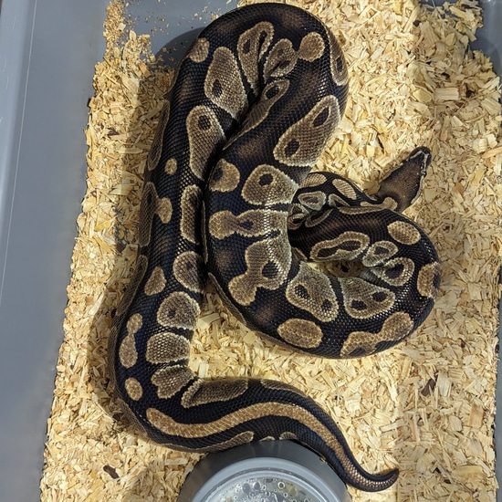 100% DH Hypo Clown Ball Python by Amos Reptiles