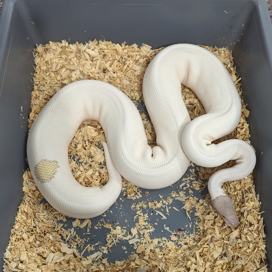 Banana Leopard Mojave Hypo Piebald Ball Python by Amos Reptiles