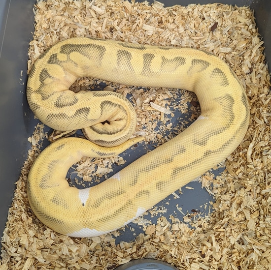 Enchi Pastel Hypo Piebald Ball Python by Amos Reptiles