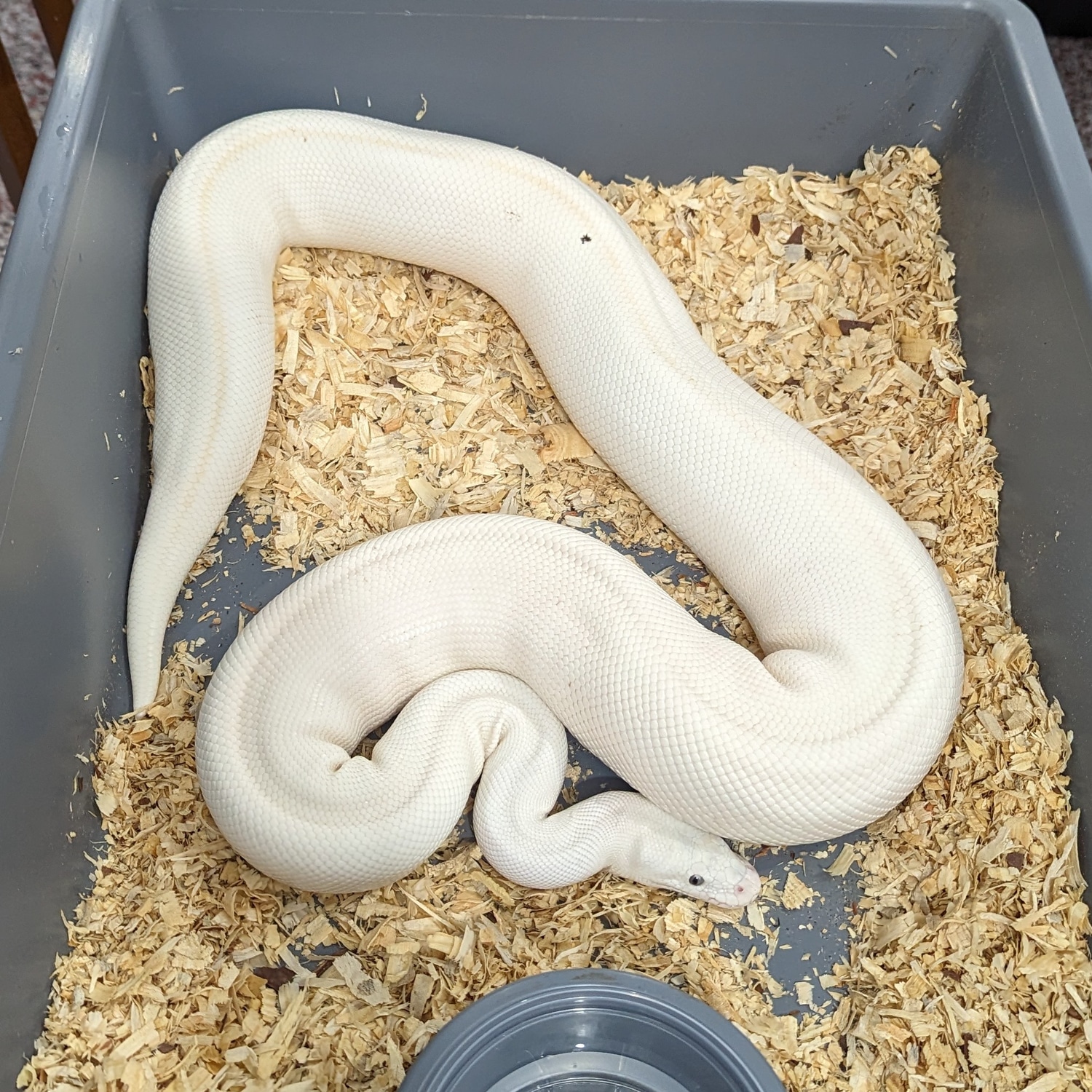 Lesser Mojave Black Head #1 Ball Python by Amos Reptiles - MorphMarket