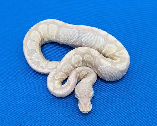 VPI Lavender Snow 100% Het Piebald Ball Python by Amos Reptiles