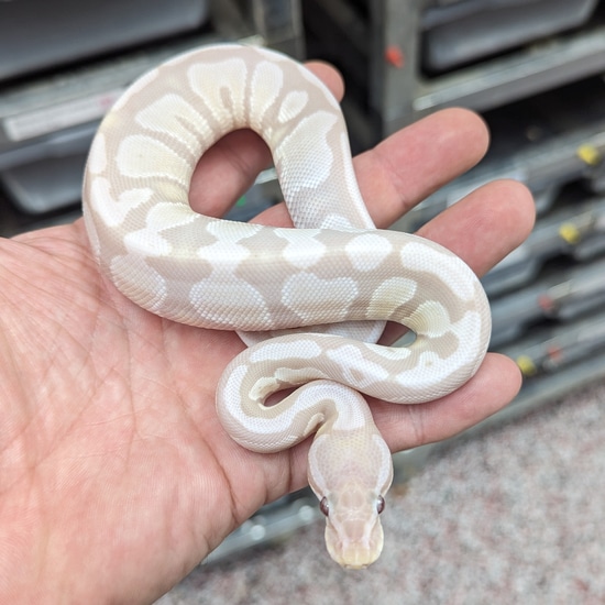 VPI Lavender Snow 100% Het Piebald Ball Python by Amos Reptiles