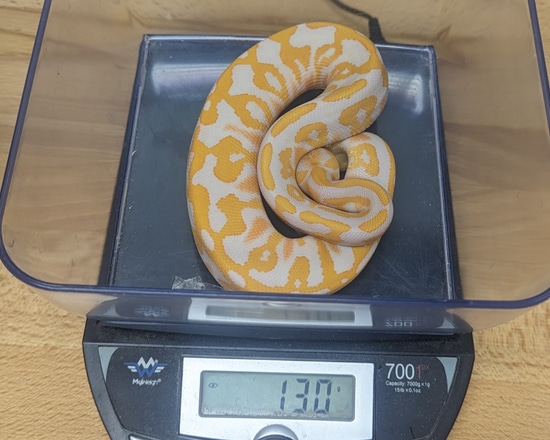 Stranger Leopard Lavender Albino Ball Python by Amos Reptiles