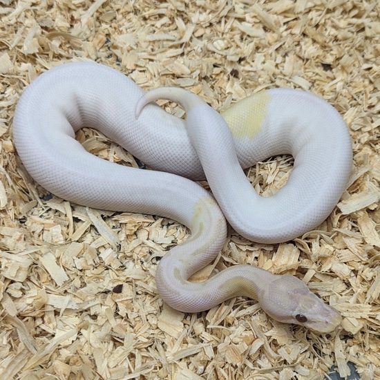 Lavender Albino VPI Axanthic Piebald Ball Python by Amos Reptiles