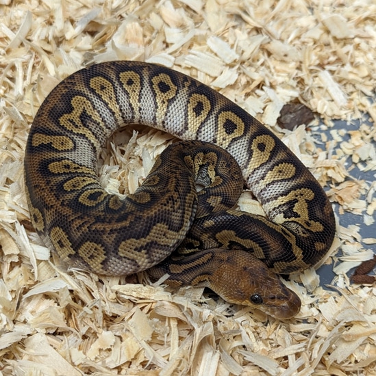 Stranger Clown Ball Python by Amos Reptiles