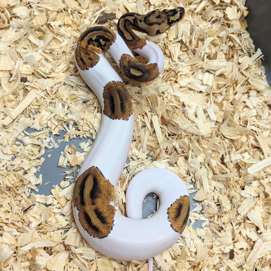 Clown Piebald Ball Python by Amos Reptiles