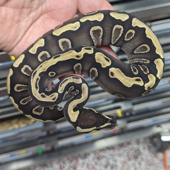 Stranger Mystic 50% Het Clown Ball Python by Amos Reptiles
