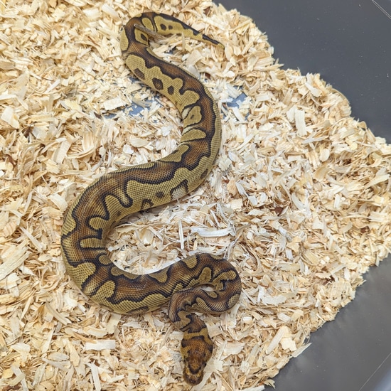 Stranger Enchi Clown Ball Python by Amos Reptiles