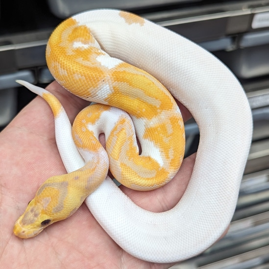 Banana Yellow Belly Clown Pied Ball Python by Amos Reptiles