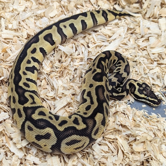 Hurricane Leopard Enchi Pastel 100% Double Het Hypo Rainbow Ball Python ...
