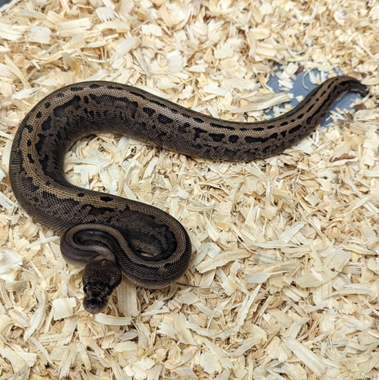 GHI Black Pastel Leopard Pinstripe 100% Het Desert Ghost 50% Het ...
