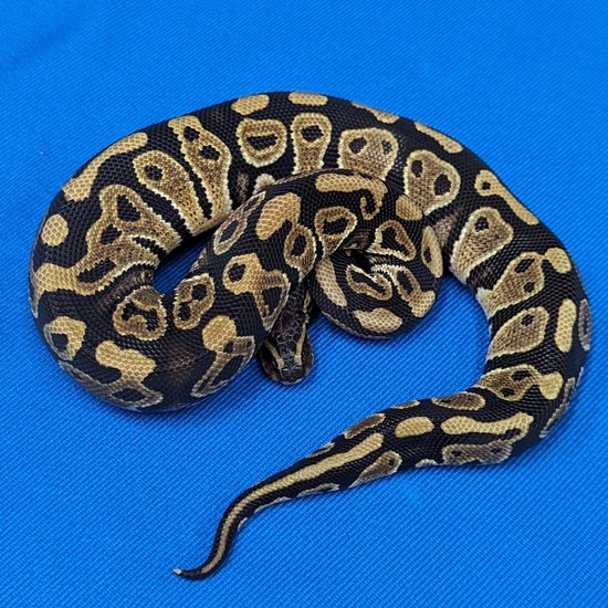 Hurricane 100% Triple Het VPI Axanthic Clown Piebald Ball Python by ...
